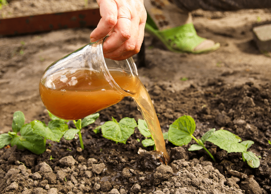 Apa Itu Biostimulan ? Inilah Pengertian dan Manfaat Terbaiknya | Pupuk ...